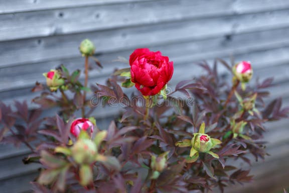Red Itoh Peony in Spring Home Garden Stock Image - Image of fresh ...