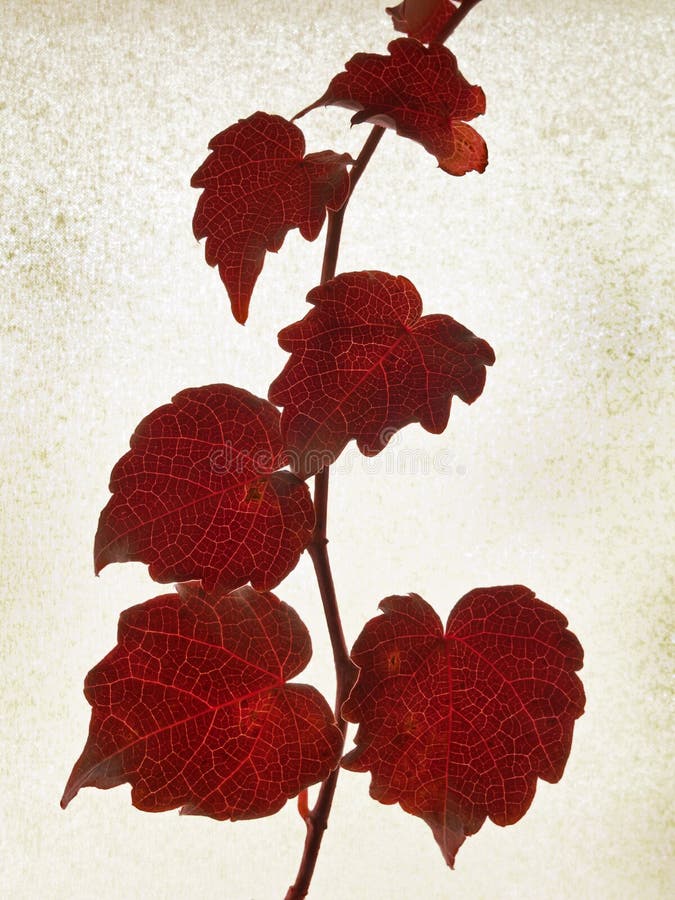 Red ivy stock photo. Image of maple, botany, organic - 27475480