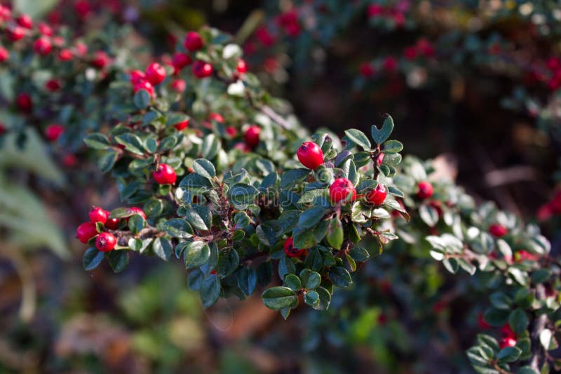 Red Ivy Berries Decorative Shrub Stock Photo - Image of shrub ...