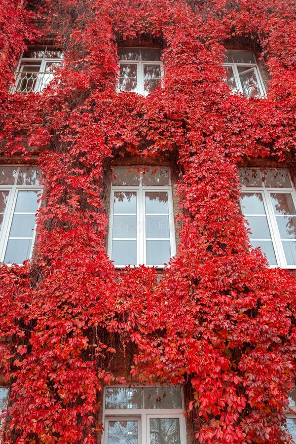 Red Ivy on a Brick Wall. Perfect Autumn Background Stock Photo - Image ...