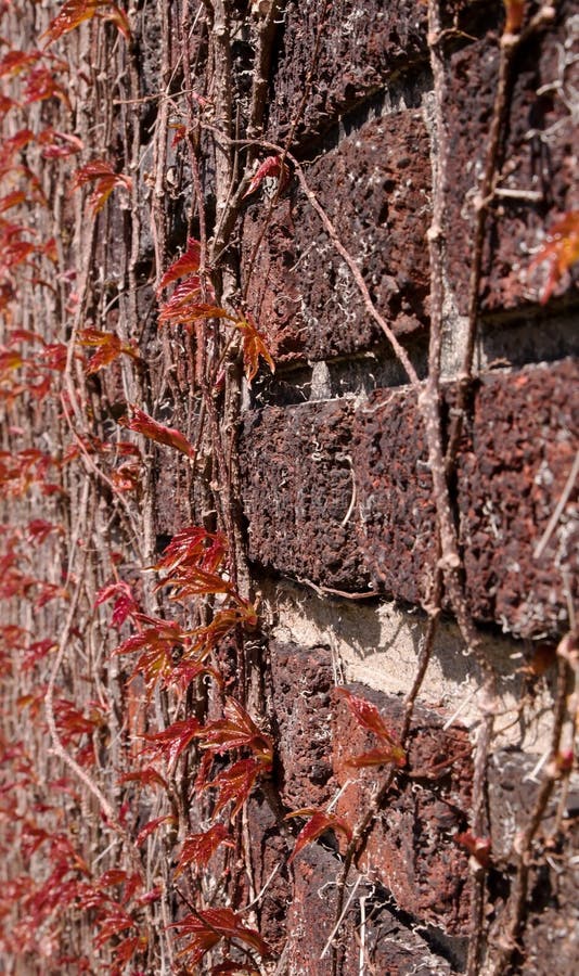 A Brick Wall with Red Ivy in Spring Stock Image - Image of patterns ...