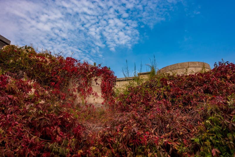 Red Ivy Encircled a Brick Wall Stock Photo - Image of encircled, blue ...