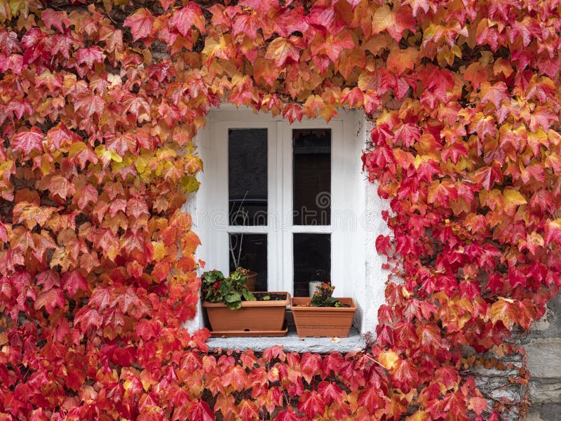 Red Ivy on a Facade of a Building Stock Image - Image of beautiful ...