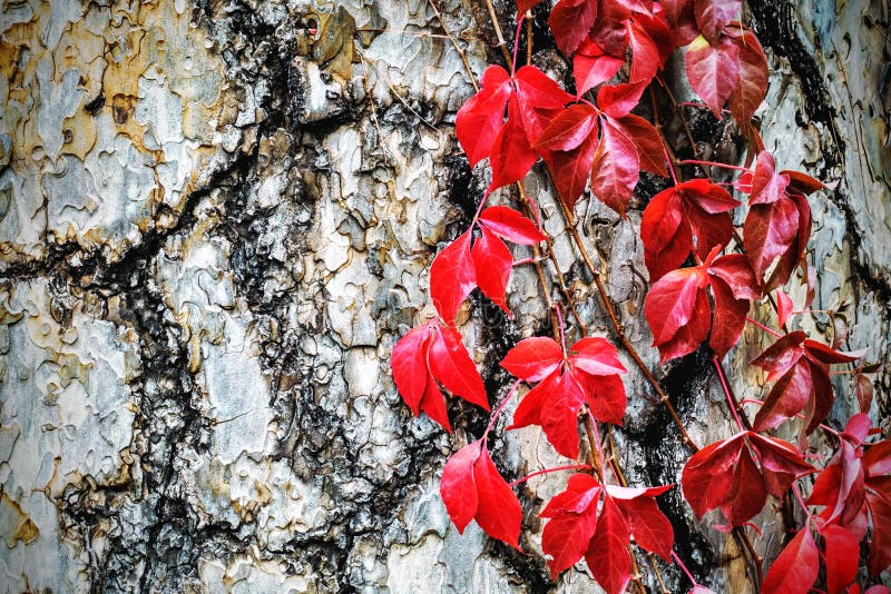 Red Ivy in Fall Climbing Up the Bark of a Pine Tree Stock Photo - Image ...