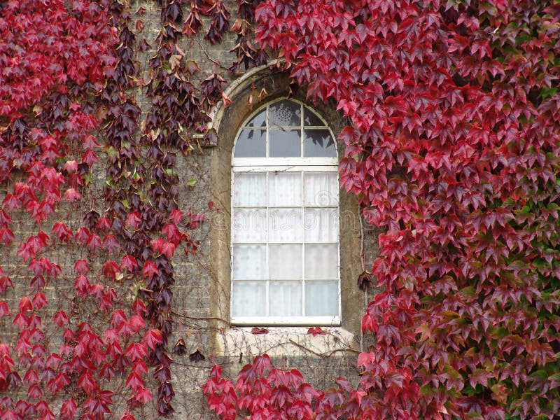 Red Ivy Growing Around Arched Window Stock Photo - Image of abundant ...