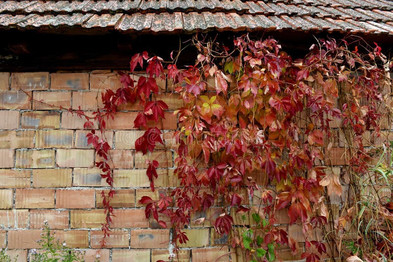Red Ivy Hanging on the Wall Stock Photo - Image of city, closeup: 78733346