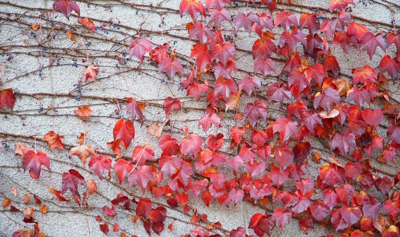 Ivy leaf stock photo. Image of leaves, sunny, walls - 254134754