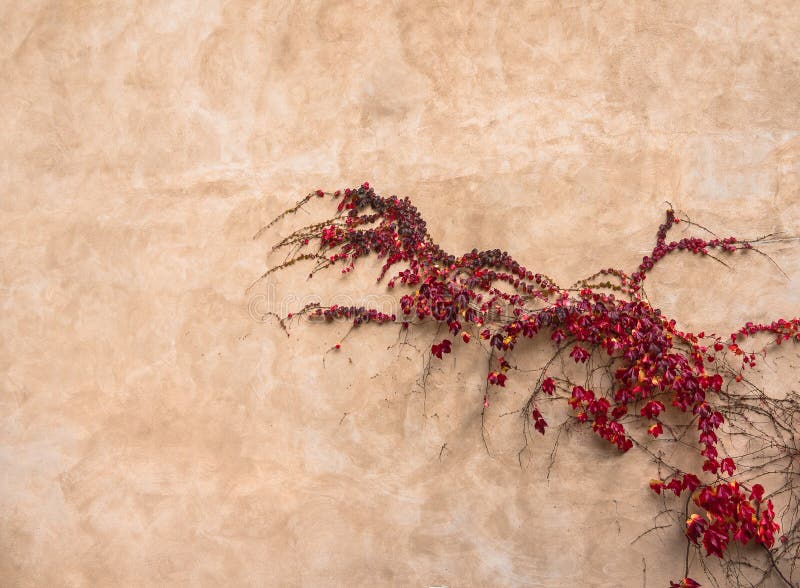Red ivy on old wall stock image. Image of fall, climber - 48007395