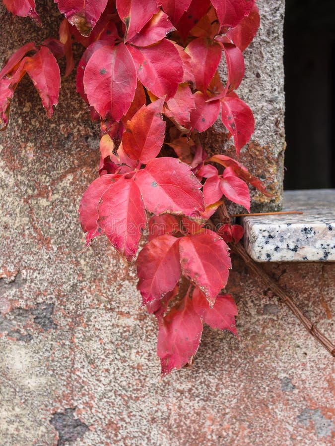 Red ivy on old wall stock photo. Image of foliage, background - 69908418