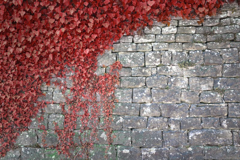 Red ivy plant on the wall stock image. Image of outdoor - 92218309