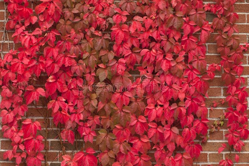 Red ivy stock image. Image of fall, wall, plants, leaves - 101542625