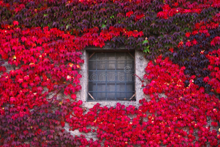 Red ivy on the wall stock photo. Image of europe, orange - 18613278