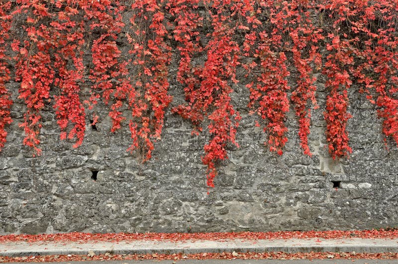 Red ivy stock image. Image of autumn, outdoor, landscape - 62835061