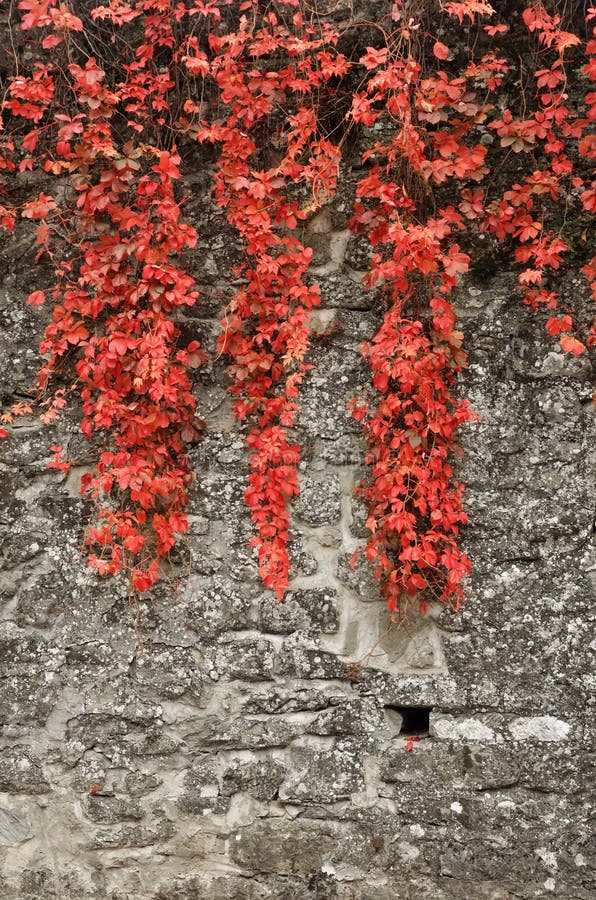 Red ivy stock image. Image of color, colors, leaves, october - 62835407