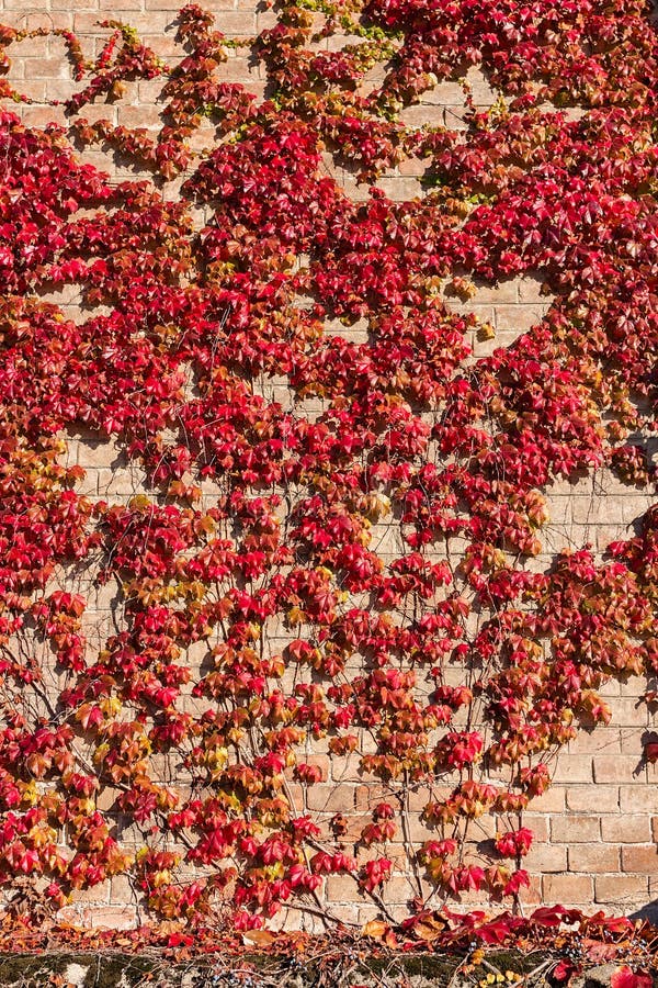 Red ivy on a wall stock image. Image of botanical, house - 102239447