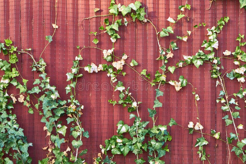 Red ivy on a wall stock photo. Image of nature, leaves - 197645440