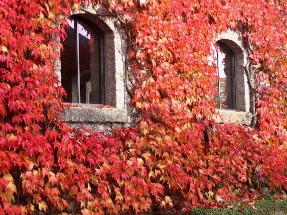 Red Ivy Walls stock photo. Image of nature, architecture - 6715056