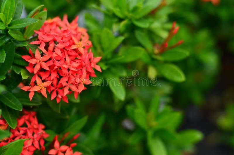 Red ixora stock image. Image of freshness, closeup, beauty - 74550445