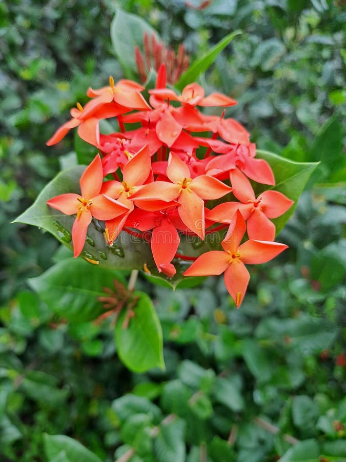 Red Ixora stock image. Image of ixora, garden, ixoraflower - 264812787