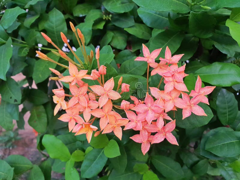 Red ixora flower stock photo. Image of colorful, beauty - 337122330