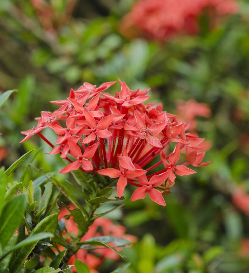 Red Ixora flower stock photo. Image of tropical, blossom - 35506162