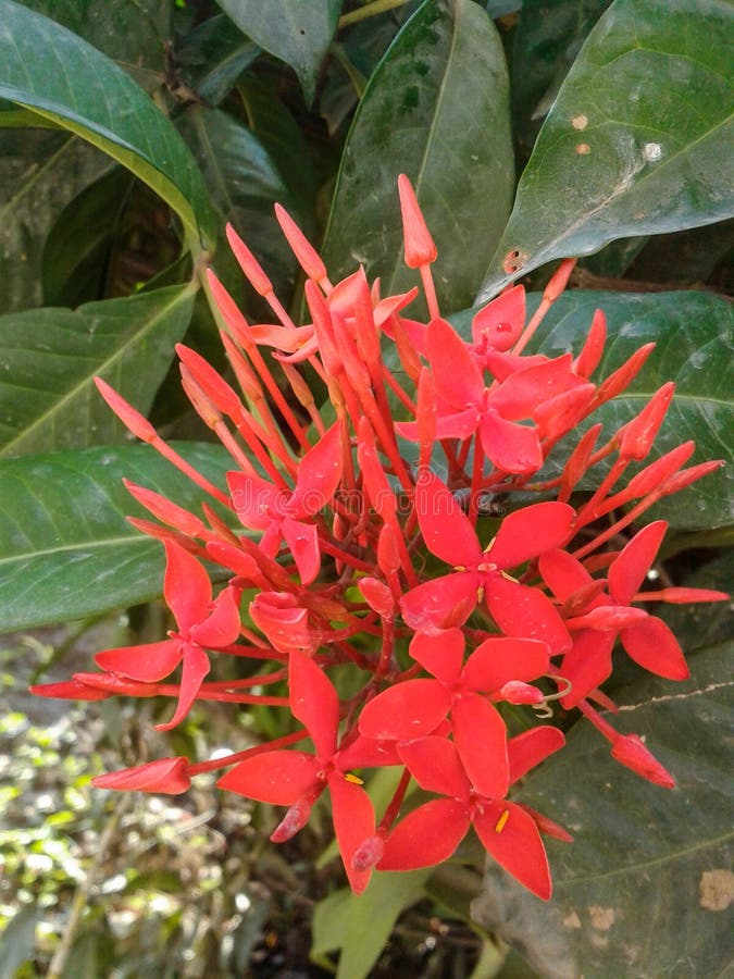Red ixora flower stock photo. Image of tree, blossom - 53456558
