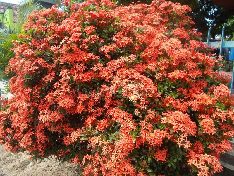 Ixora red flowers stock image. Image of fragility, flame - 98563615