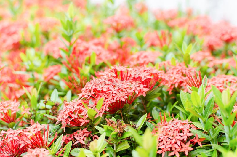 Red Ixora flower stock image. Image of ixora, tropical - 77971463