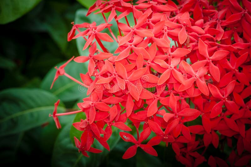 Red Ixora flowers stock image. Image of close, bunch - 43711255