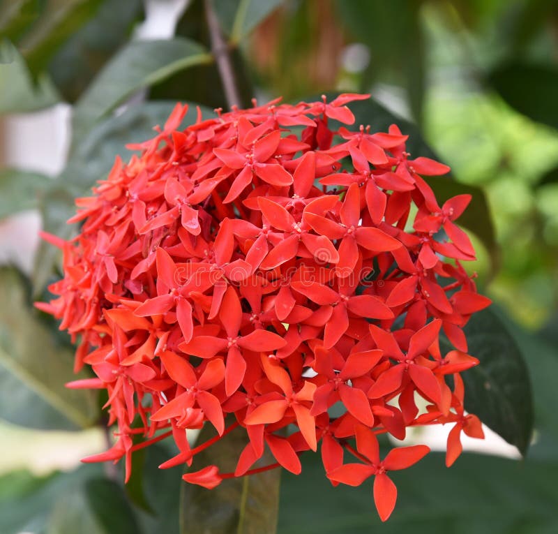 Shrubs of red Ixora stock image. Image of flora, ornamental - 38129491