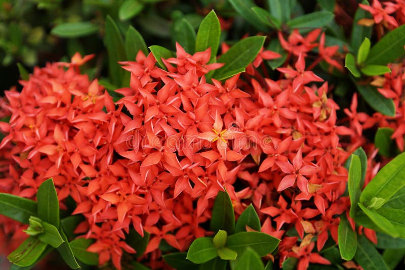 Red Ixora flowers stock photo. Image of ixora, blossom - 33860582