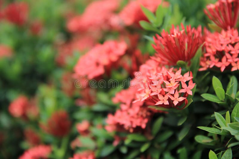The Red Ixora Flowers , the Nature Concept Stock Photo - Image of ...