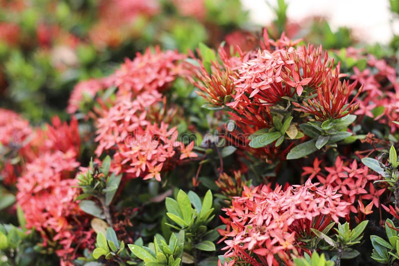 Red Ixora flowers stock photo. Image of autumn, ixora - 53779182