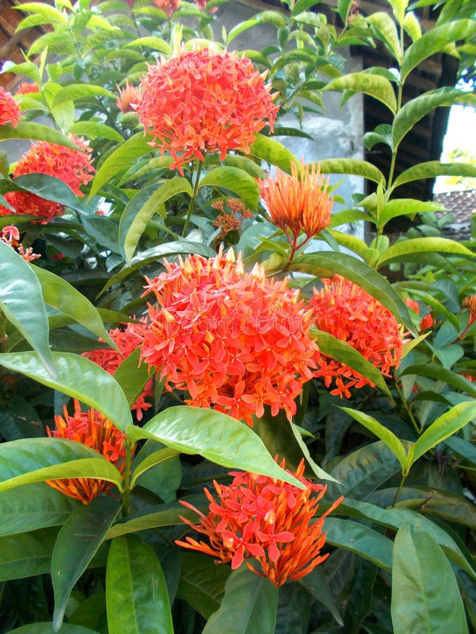 Red Ixora Flowers Closeups on the Tree Stock Photo - Image of fence ...