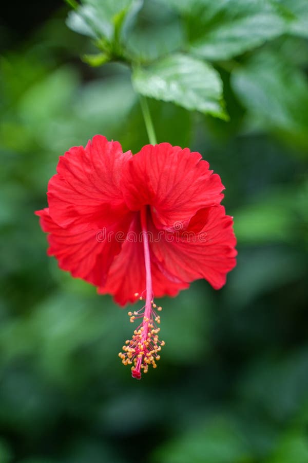 Red Jaba Flowers Bloomed on the Tree Stock Image - Image of jaba ...