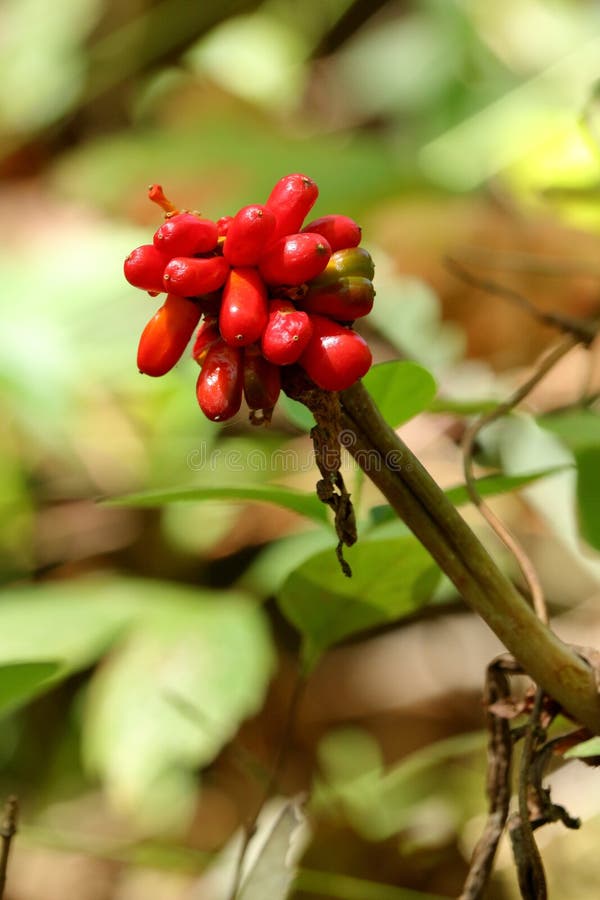 Red Jack-in-the-Pulpit Berries Stock Photo - Image of sunlight, pulpit ...
