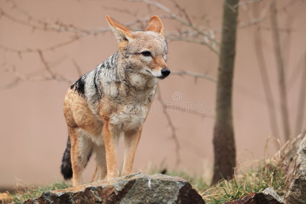 Red jackal stock image. Image of standing, mesomelas - 23072983