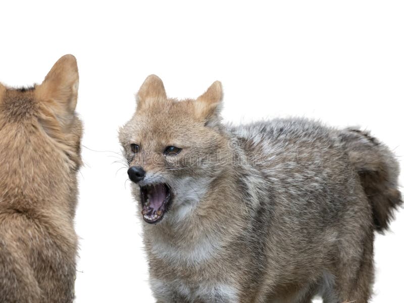 195 African Wild Dog Isolated White Stock Photos - Free & Royalty-Free ...