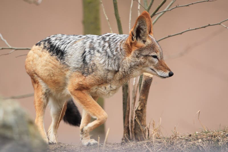 Red jackal stock photo. Image of mammal, rock, mesomelas - 36280948