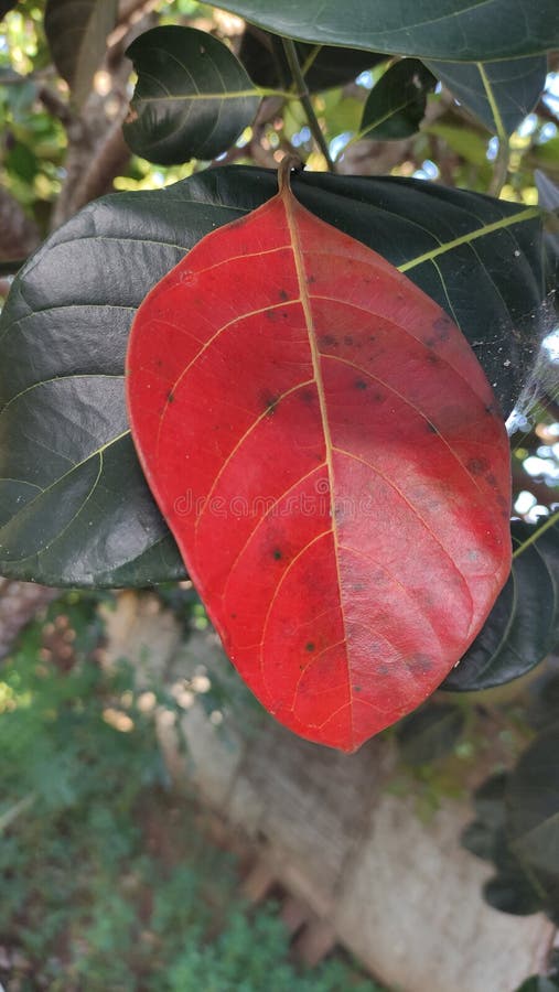 Red jackfruit tree leaves stock image. Image of color - 225909561