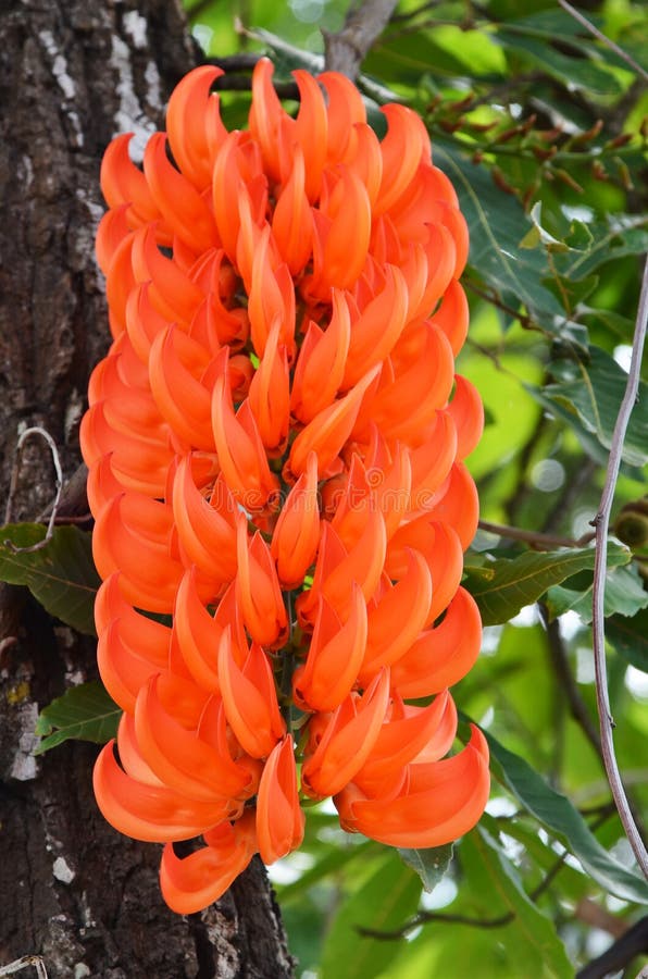 Red Jade Vine. stock image. Image of orange, newguinea - 58320715
