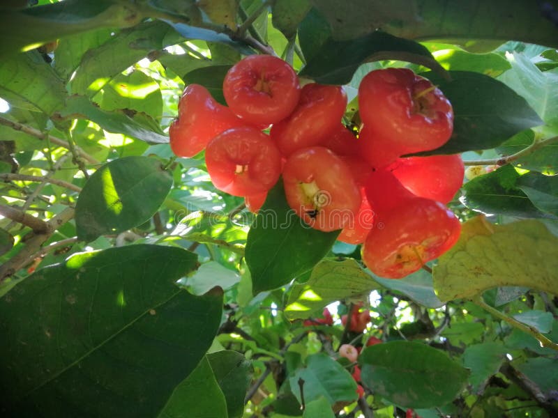 Red jamrul stock photo. Image of blossom, deciduous - 180480904