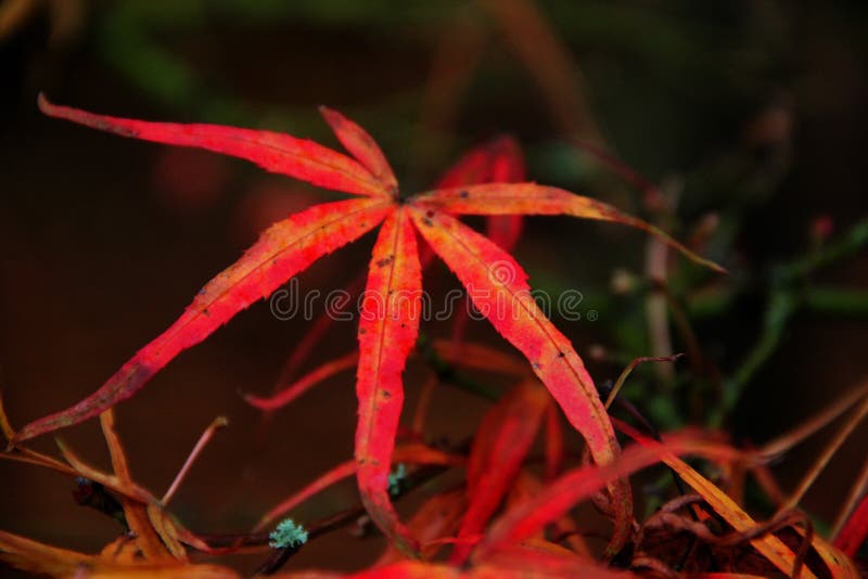 Red Japanese Maple Acer Linearilobum Leaf Stock Photo - Image of plant ...