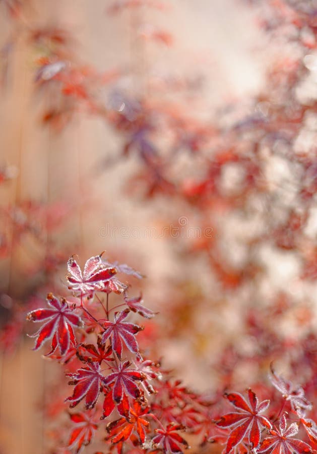 Red Japanese Maple stock photo. Image of framing, palmatum - 34636998