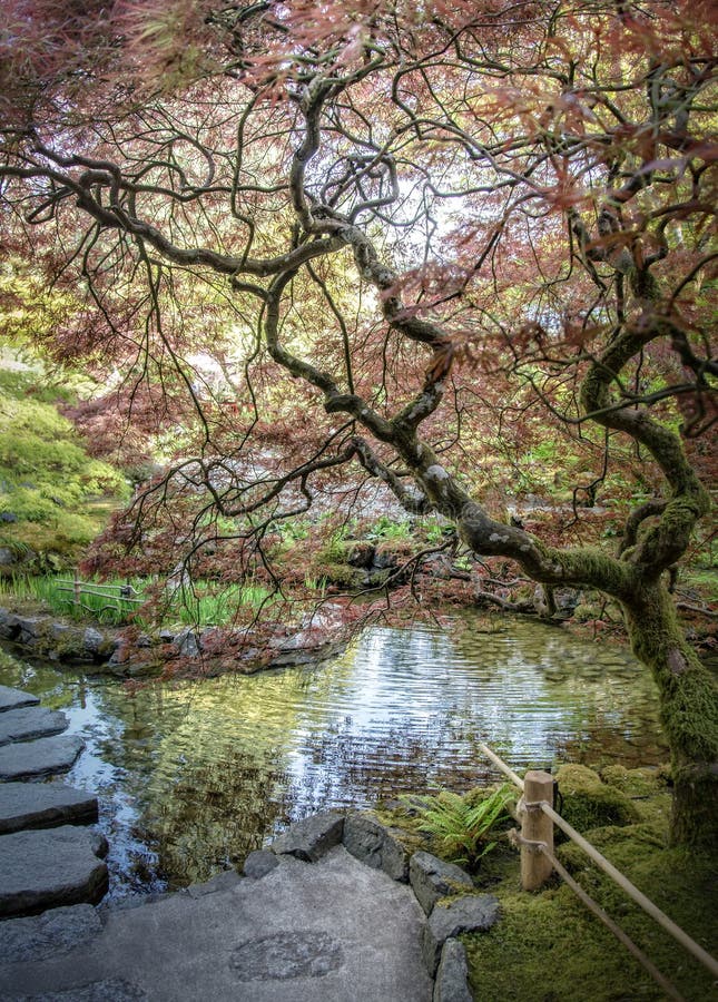 Red Japanese Maple Buchart Gardens Stock Photo - Image of buchart ...