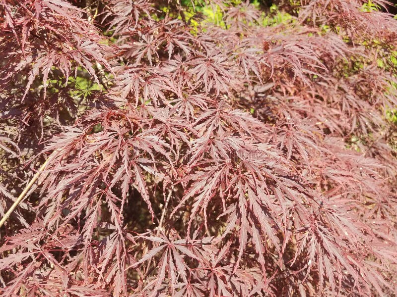 Red Japanese Maple Leaf Plant Up Close Stock Photo - Image of leaves ...