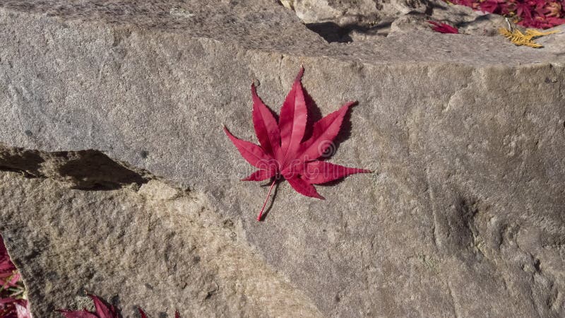 Red Japanese Maple Leaf on a Rock Stock Photo - Image of bright, fall ...