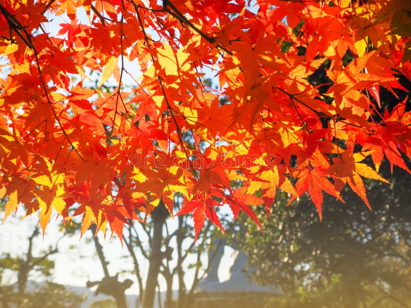 Red Japanese Maple Leave in Autumn Stock Photo - Image of japanese ...