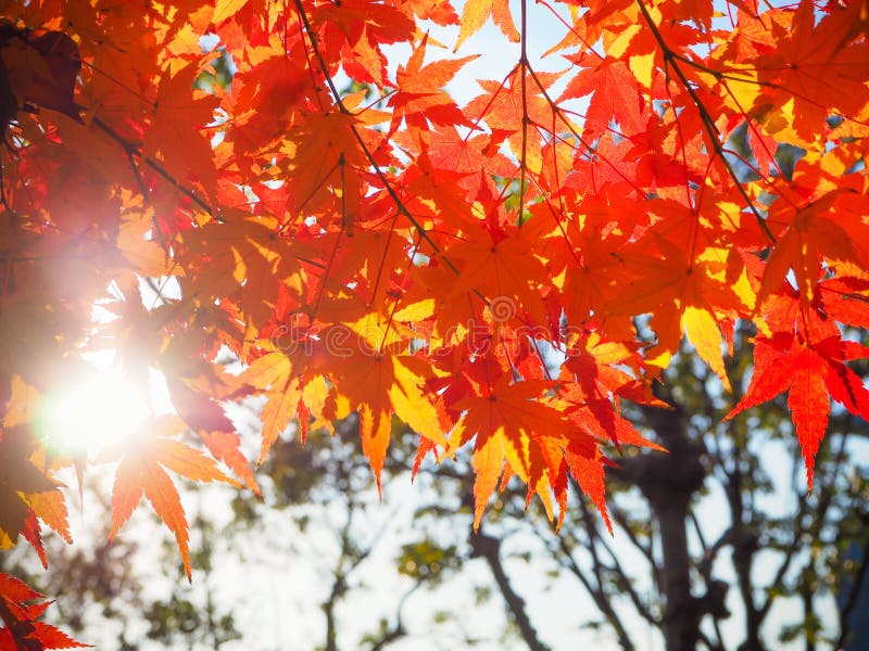 Red Japanese Maple Leave in Autumn Stock Image - Image of deciduous ...