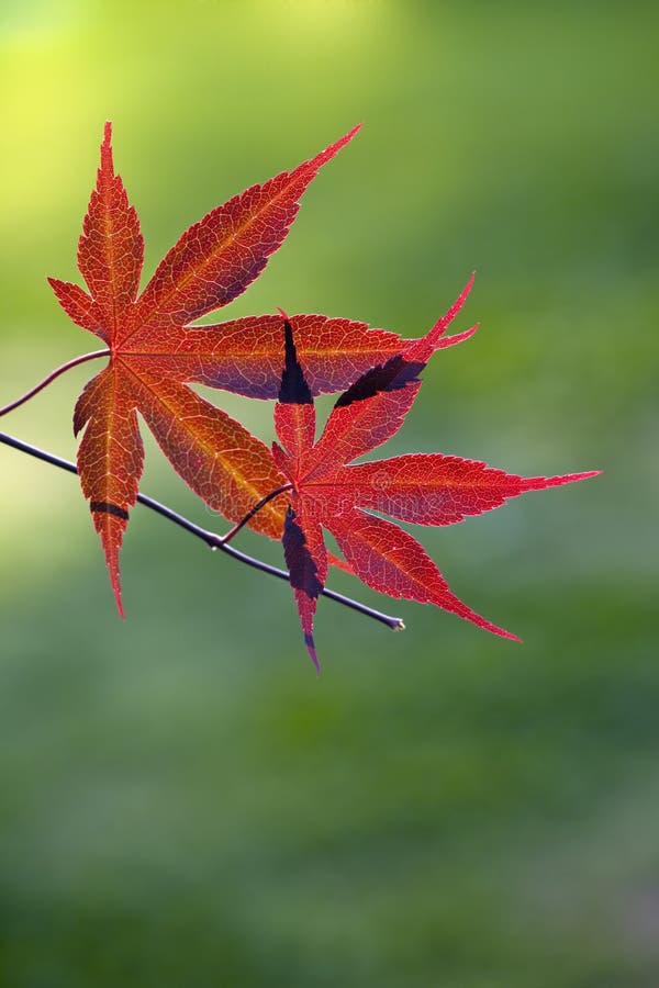 Japanese Red Maple Tree Leaves Stock Photo - Image of november ...